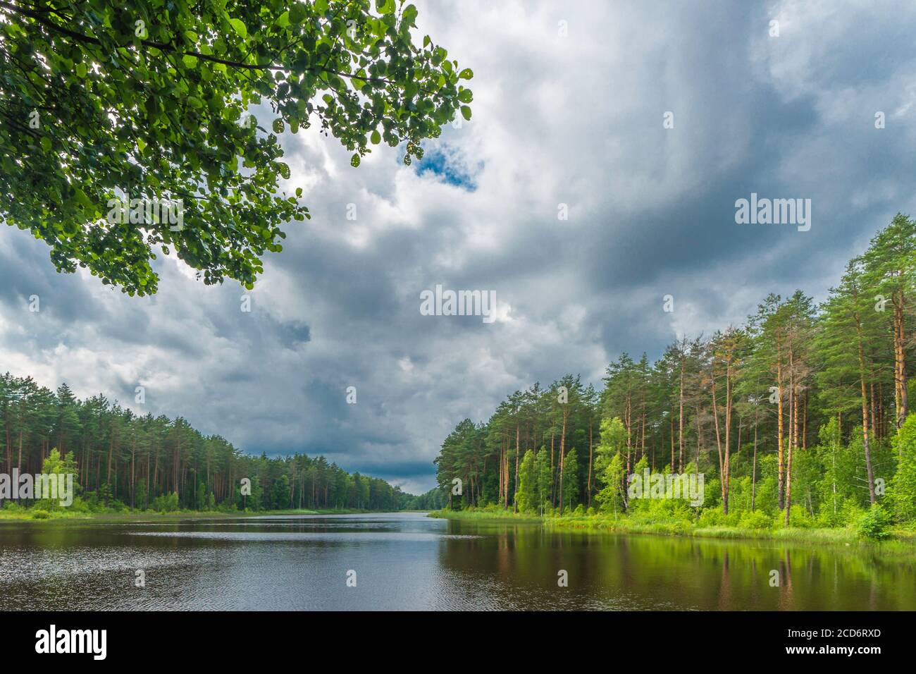 Moody landscape with old tree and lake in the morning as nature ...