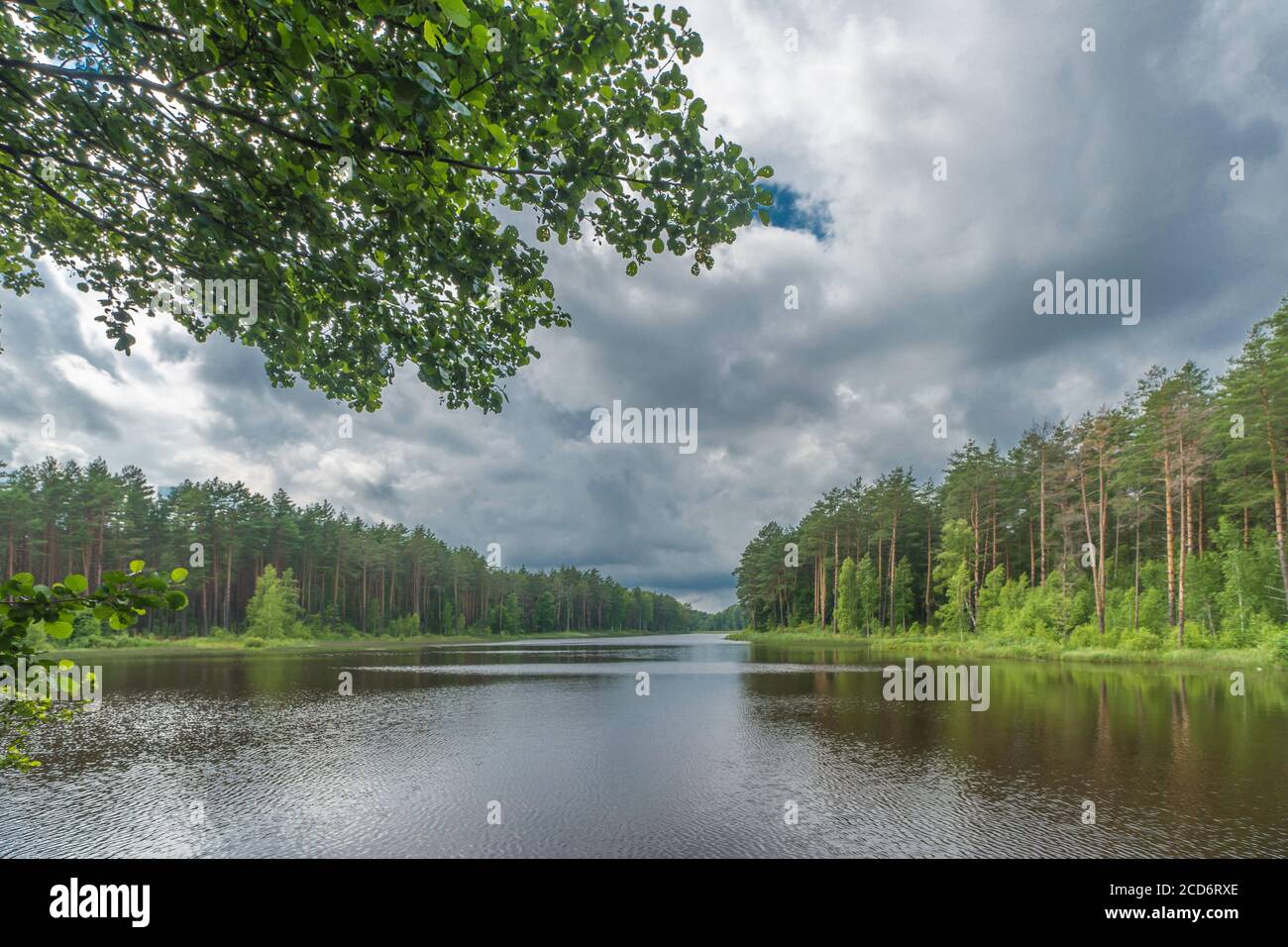 Moody landscape with old tree and lake in the morning as nature ...