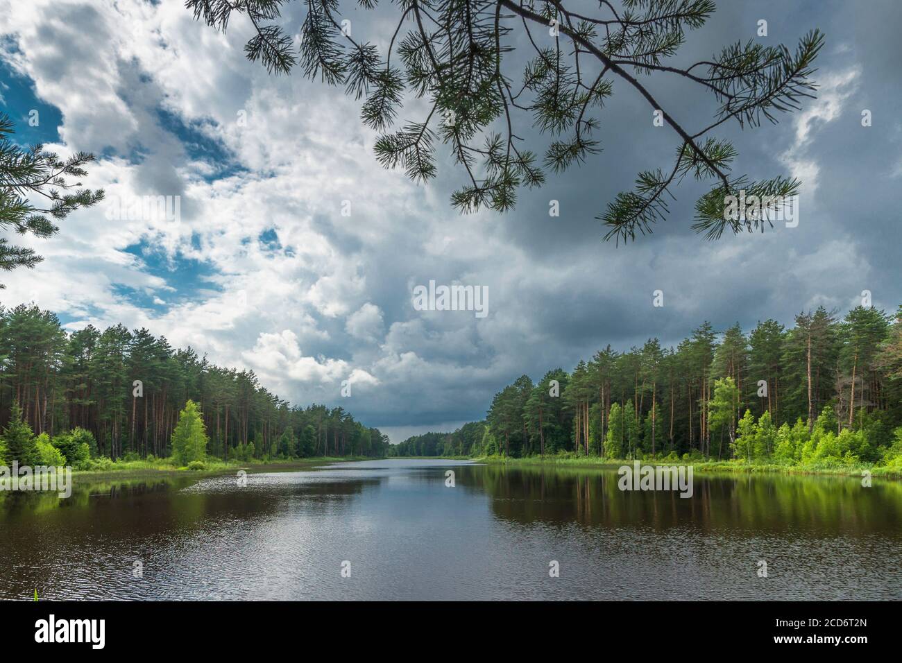 Moody landscape with old tree and lake in the morning as nature ...