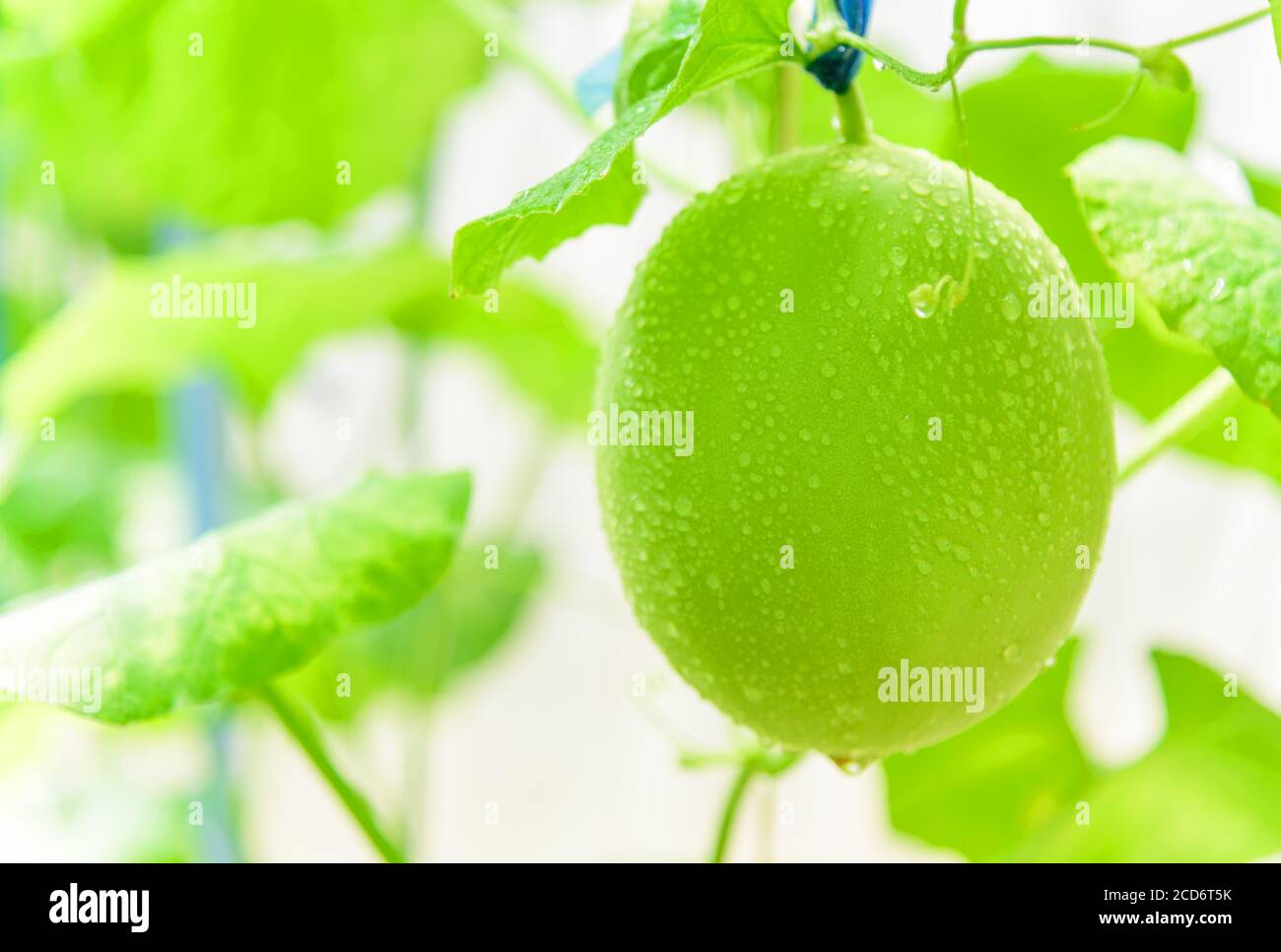 Hydrogen peroxide hi-res stock photography and images - Alamy