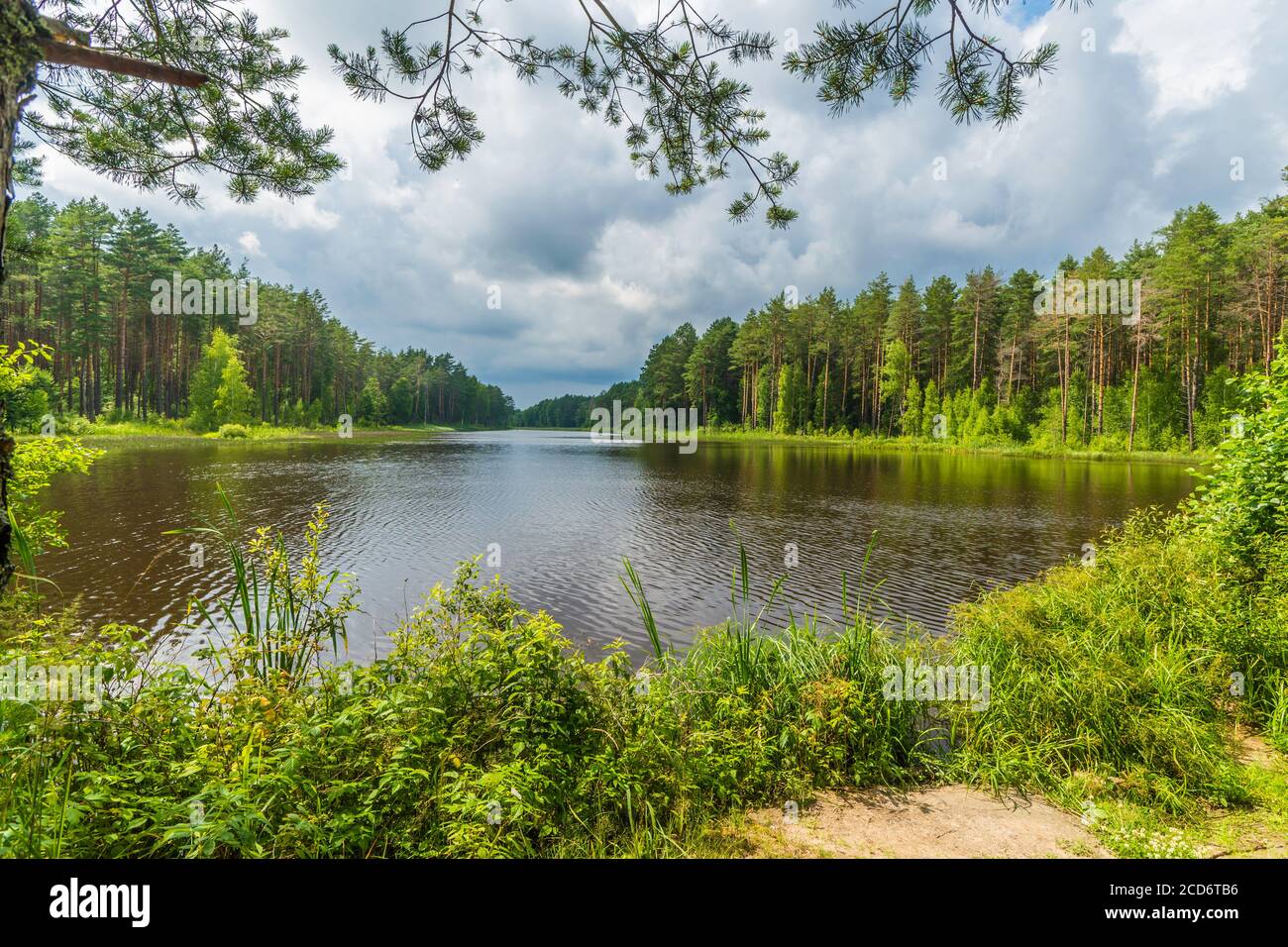 Moody landscape with old tree and lake in the morning as nature ...