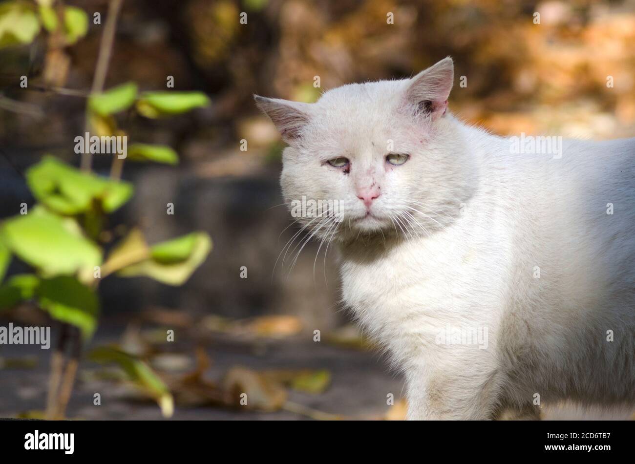 portrait of a homeless sad cat Stock Photo - Alamy