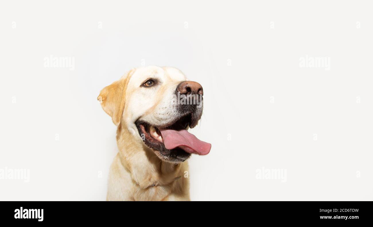Happy smiling labrador retriever dog sticking a big tongue out. heat ...