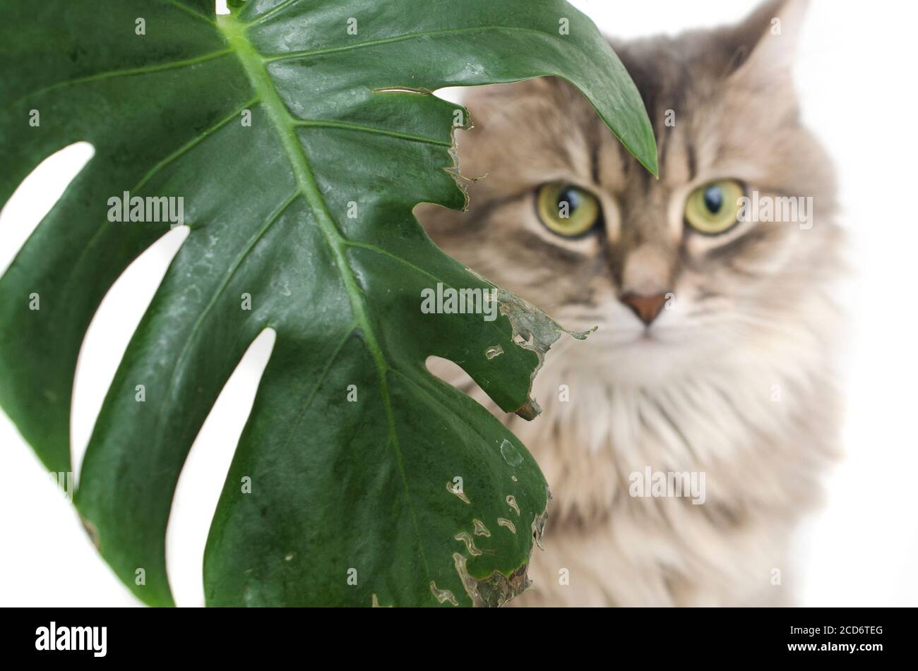 cat guilty look, green leaf plant Stock Photo - Alamy