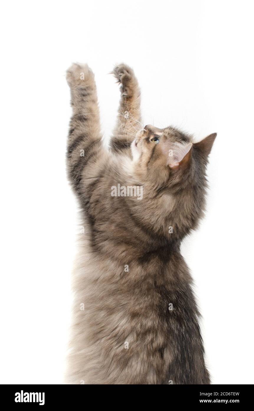 Full catches hi-res stock photography and images - Alamy