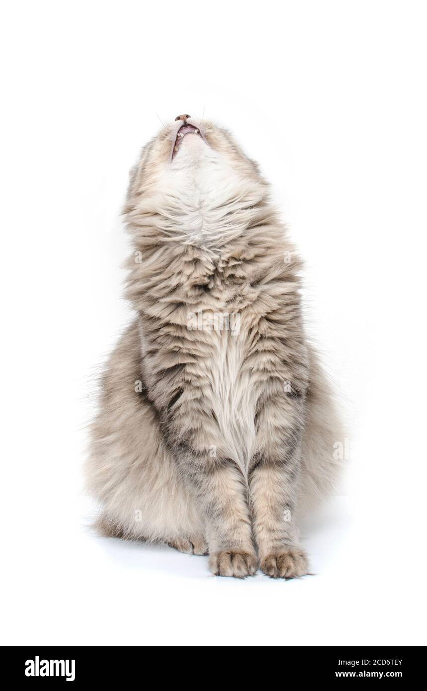 cat looking up isolated on white Stock Photo - Alamy