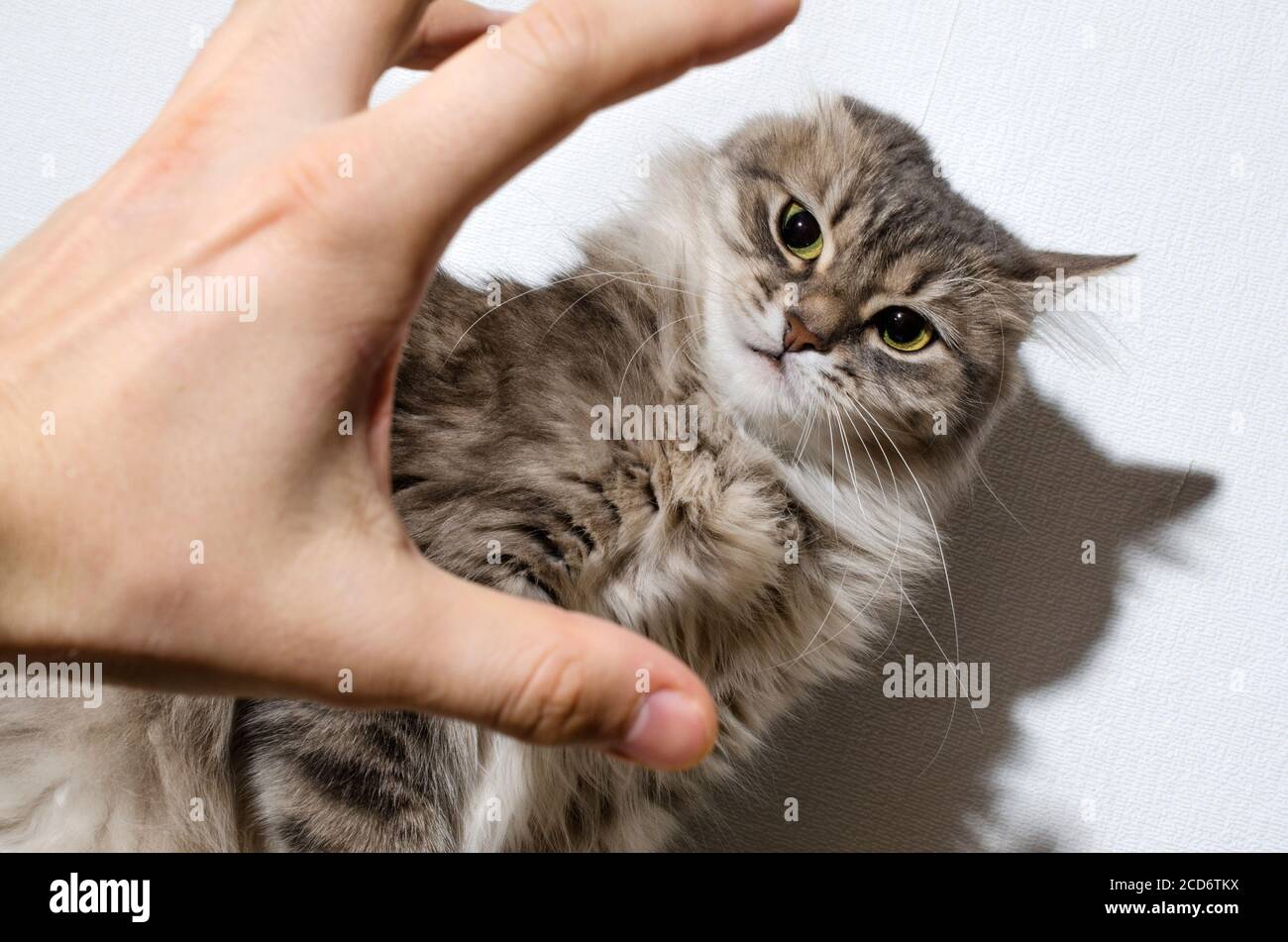 hand attacks the cat. animal violence concept Stock Photo - Alamy