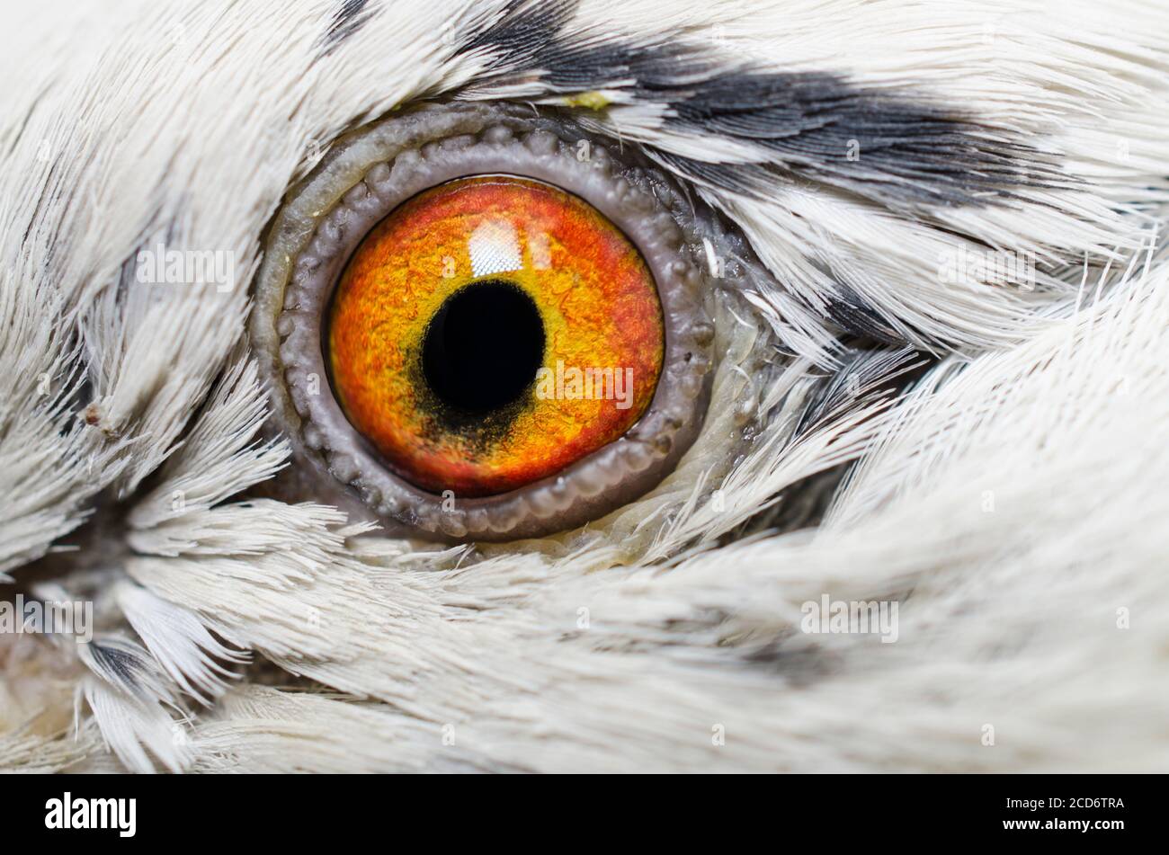 bird's eye close-up Stock Photo - Alamy