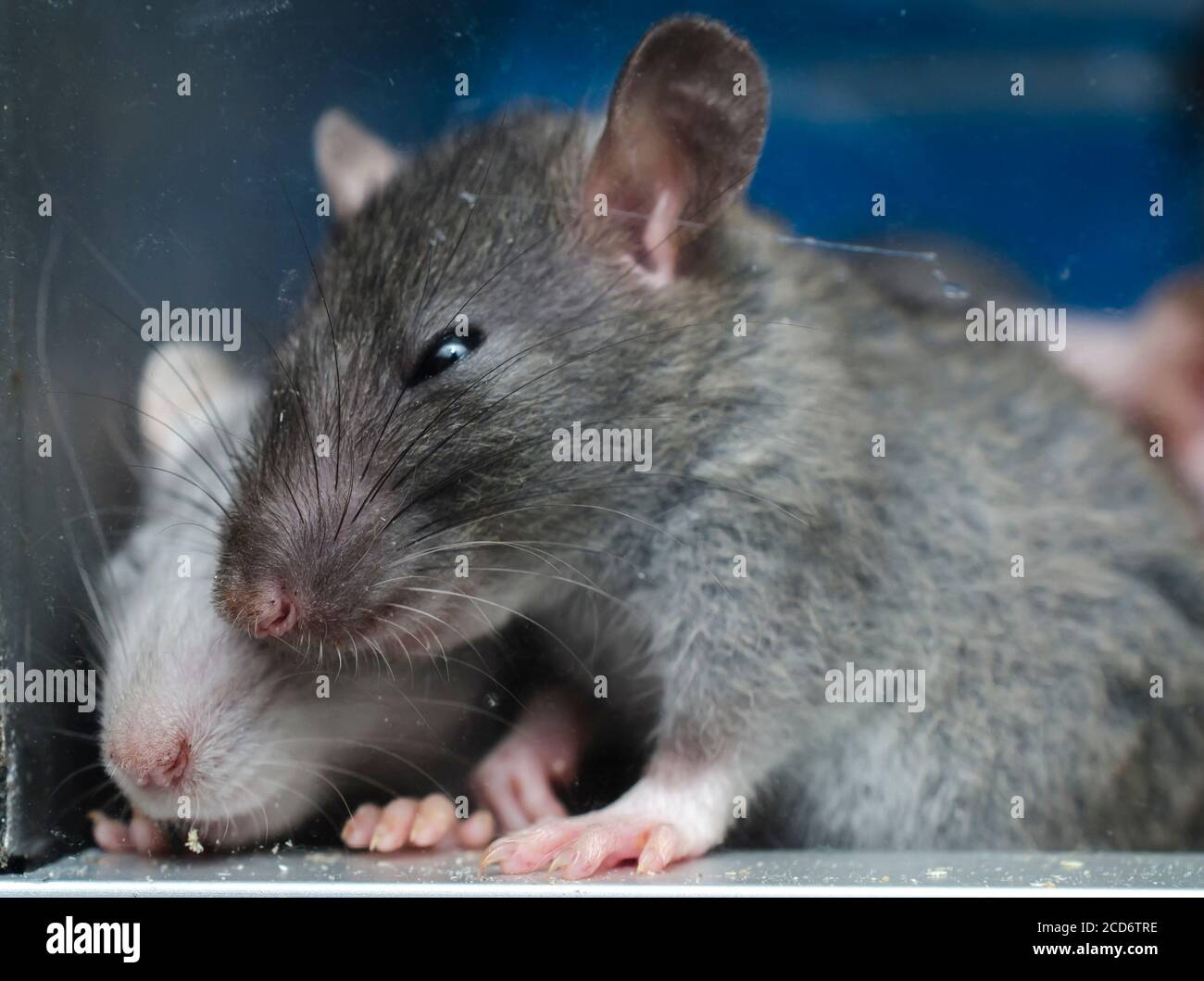 gray mouse in a glass Stock Photo - Alamy