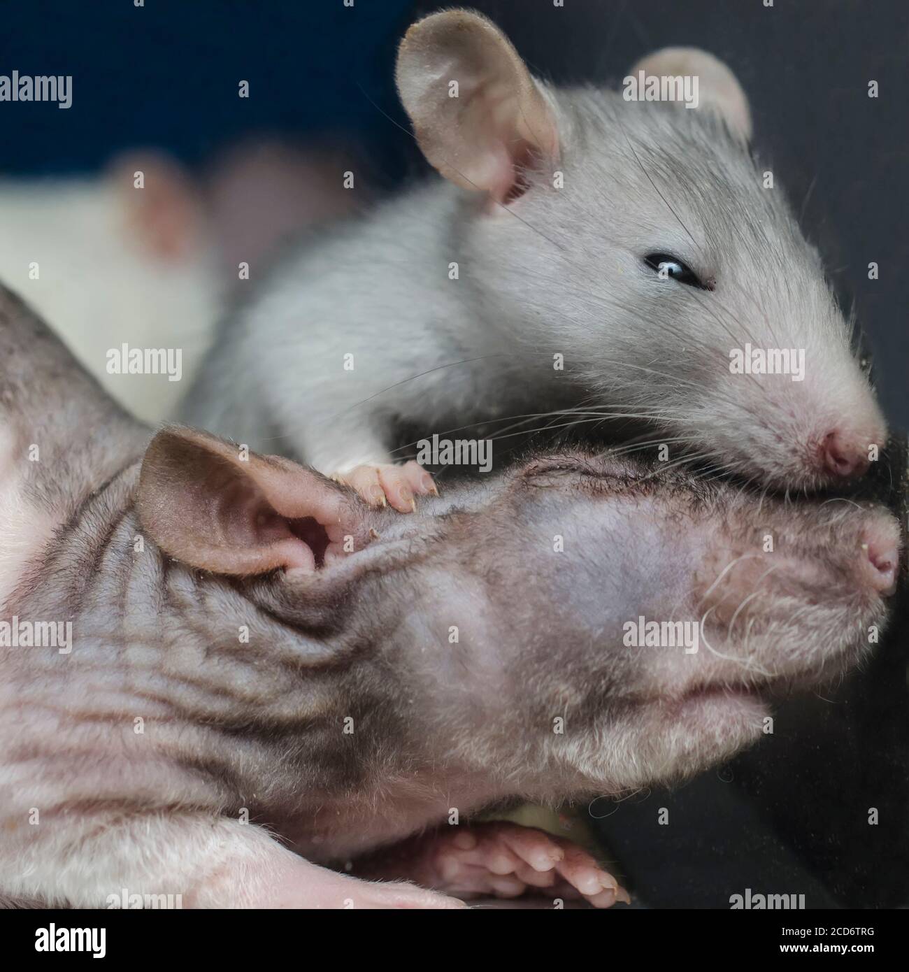 Sleepy rodent hi-res stock photography and images - Alamy