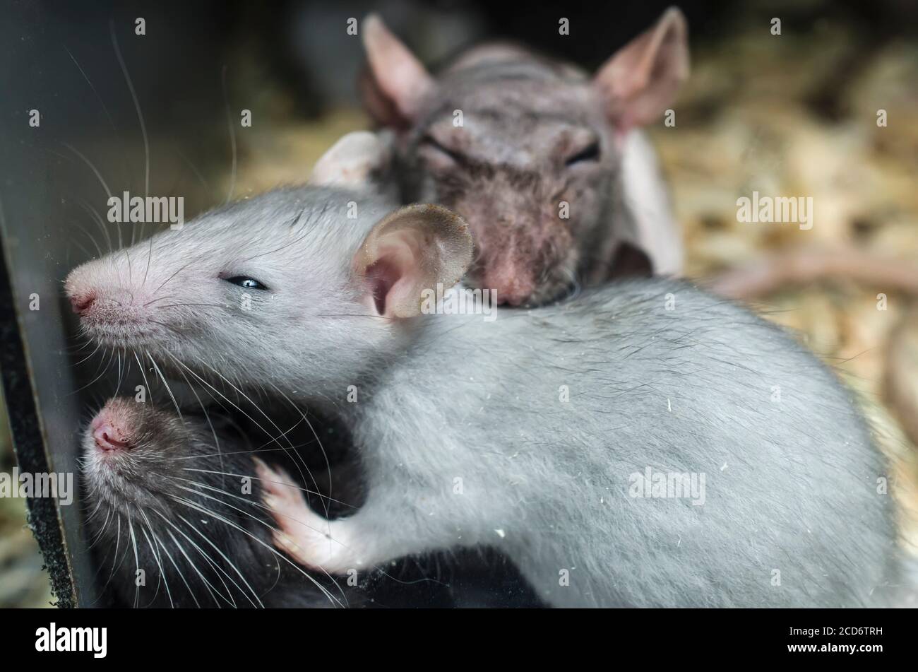 laboratory rat behind the glass Stock Photo - Alamy