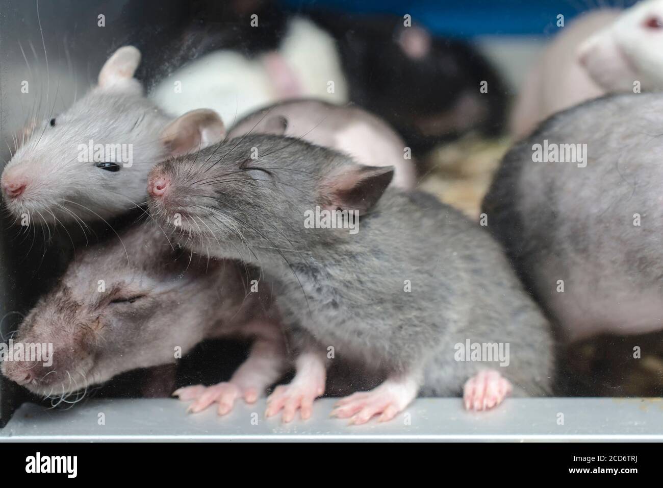 Sleepy mouse hi-res stock photography and images - Alamy