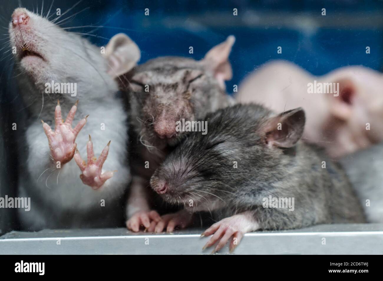 White rats in lab hi-res stock photography and images - Alamy