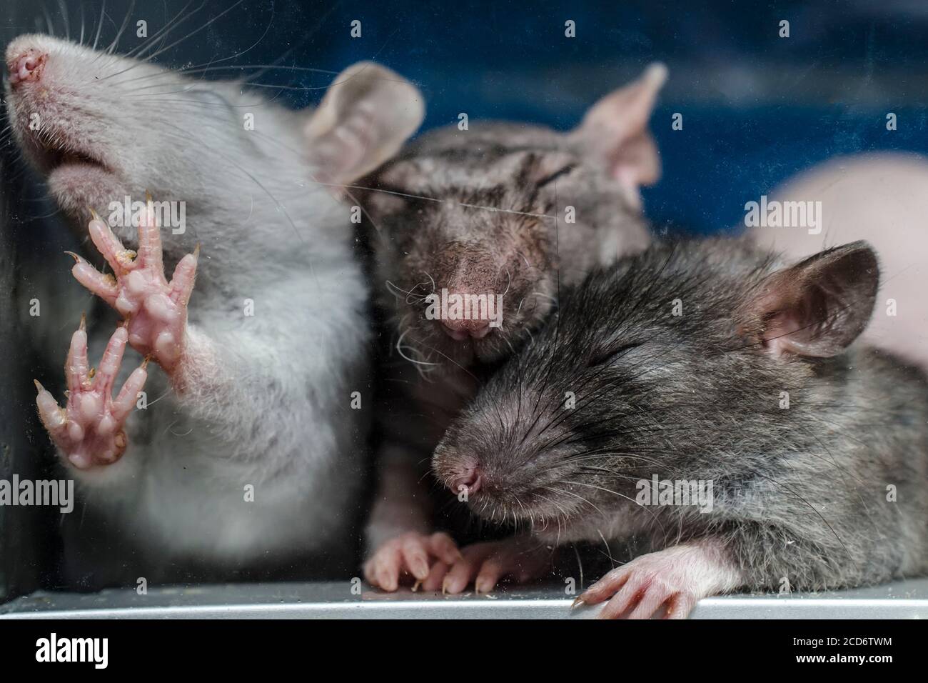 rats in captivity Stock Photo - Alamy