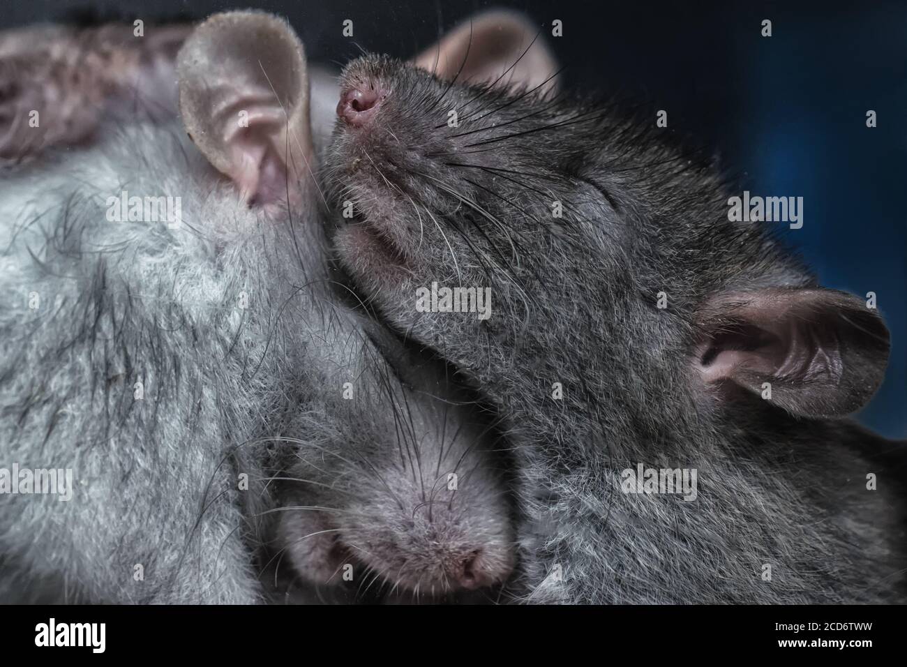 Lab rats hi-res stock photography and images - Alamy