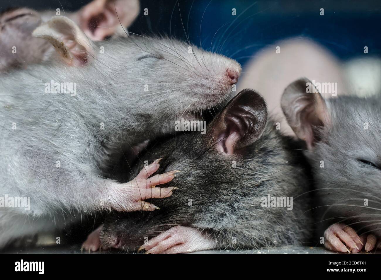 sleeping, blind rat Stock Photo - Alamy
