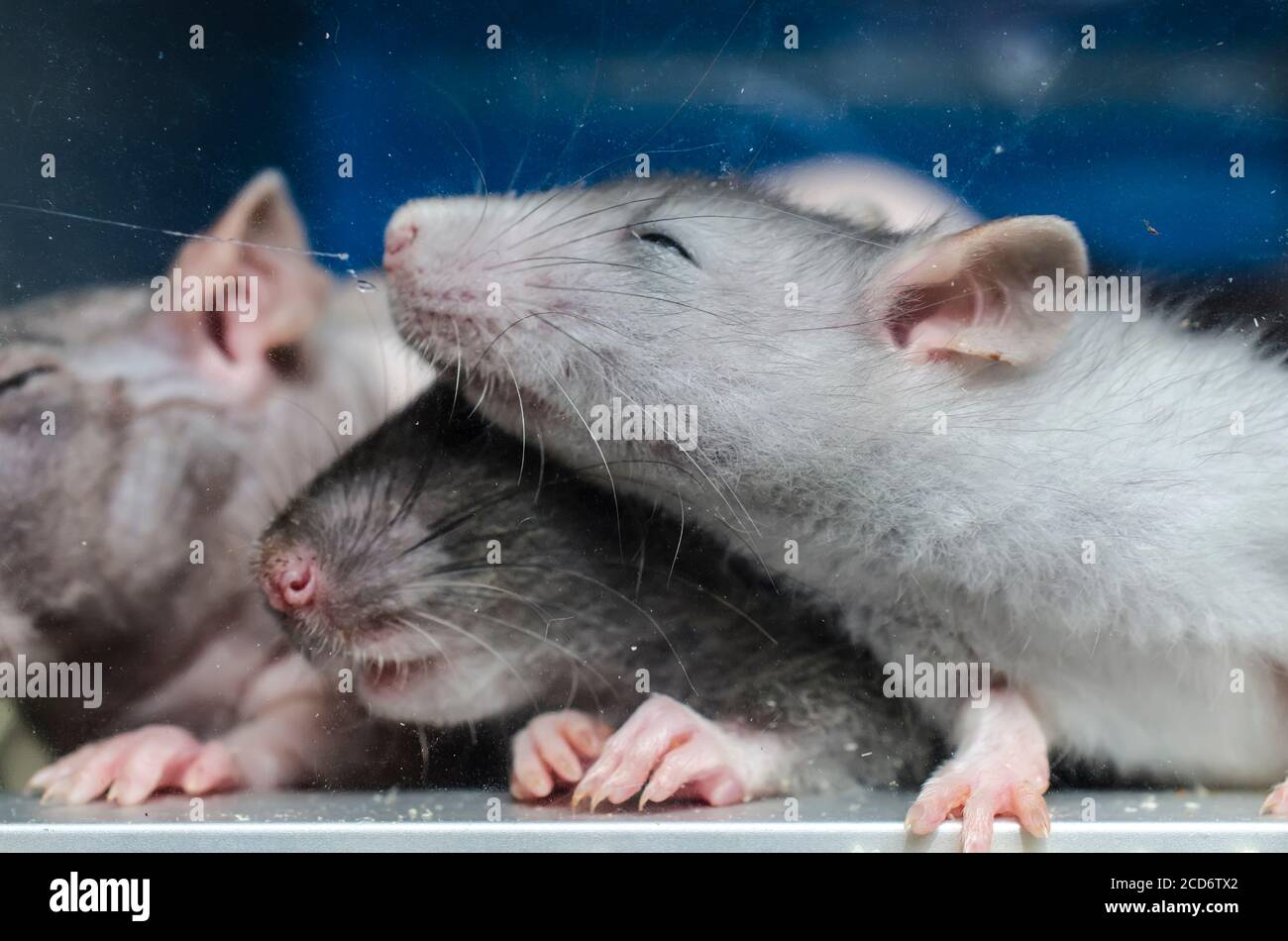laboratory rat behind the glass Stock Photo - Alamy