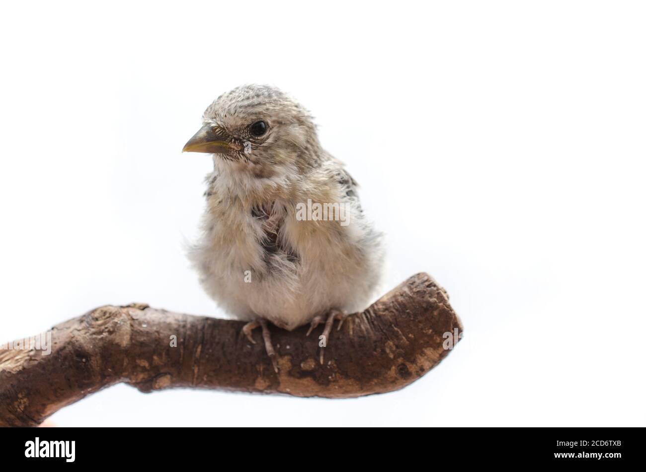 small bird sitting on a branch isolated on white Stock Photo - Alamy