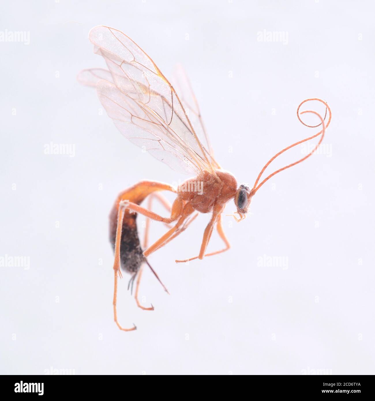 dried, dead, wasp, macro shot Stock Photo - Alamy