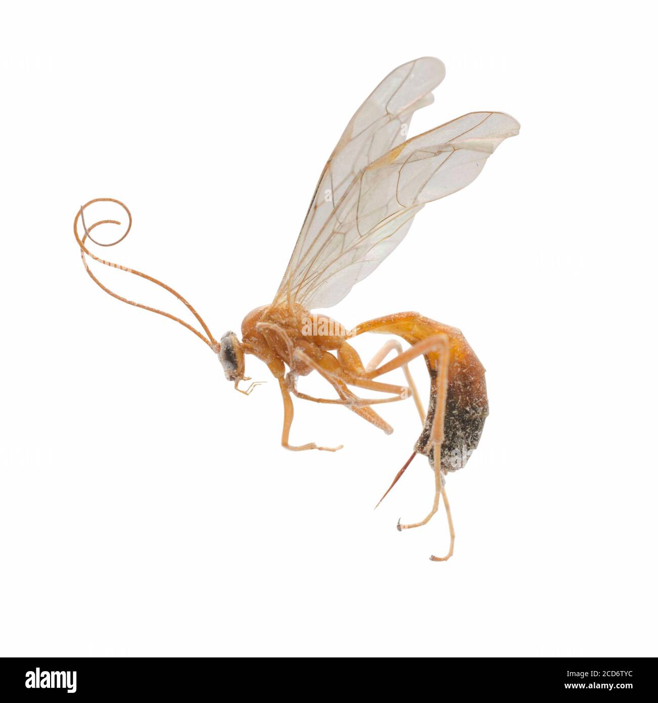 dried, dead, wasp, macro shot Stock Photo - Alamy