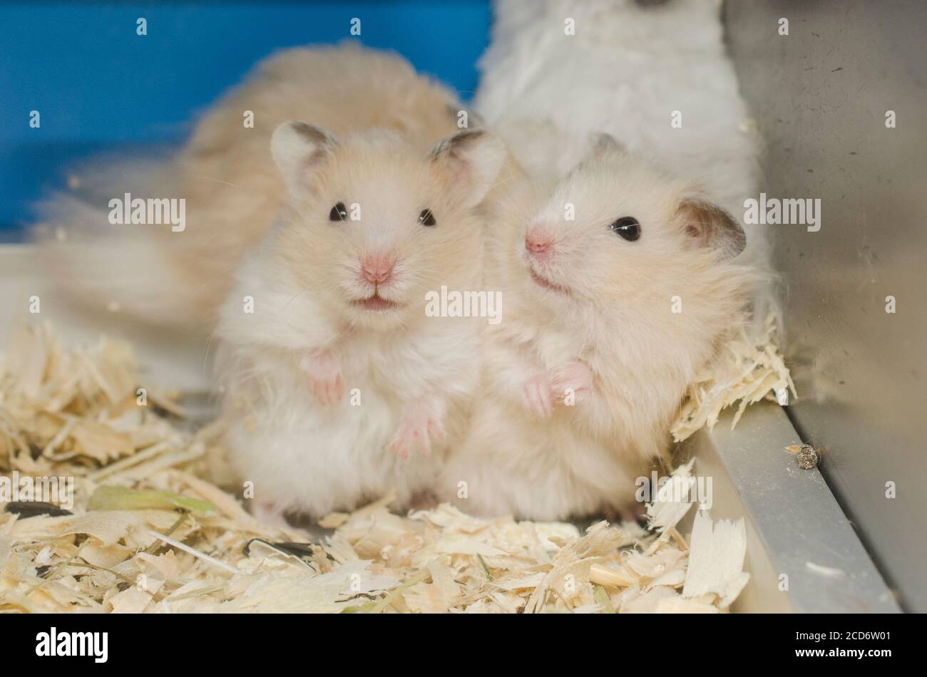 Lab animal hamster hi-res stock photography and images - Alamy
