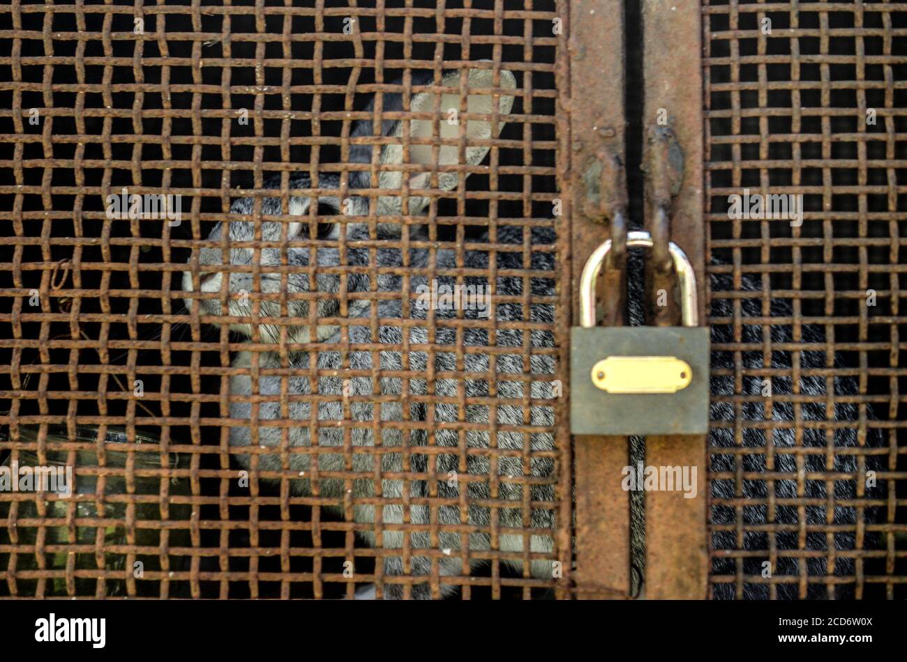 Killing the rabbit hi-res stock photography and images - Alamy