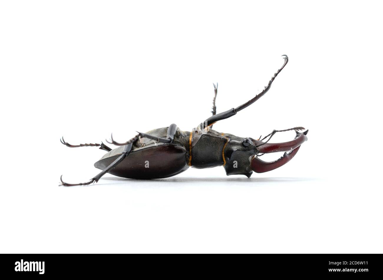 beetle on its back, stag beetle Stock Photo - Alamy