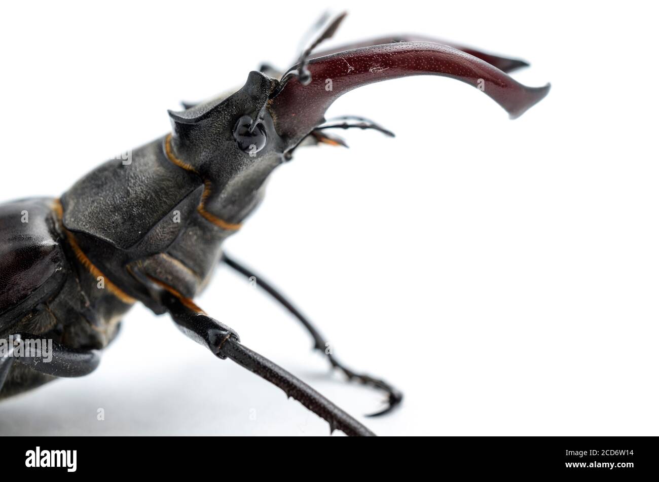 stag beetle isolated on white, head, side view Stock Photo - Alamy