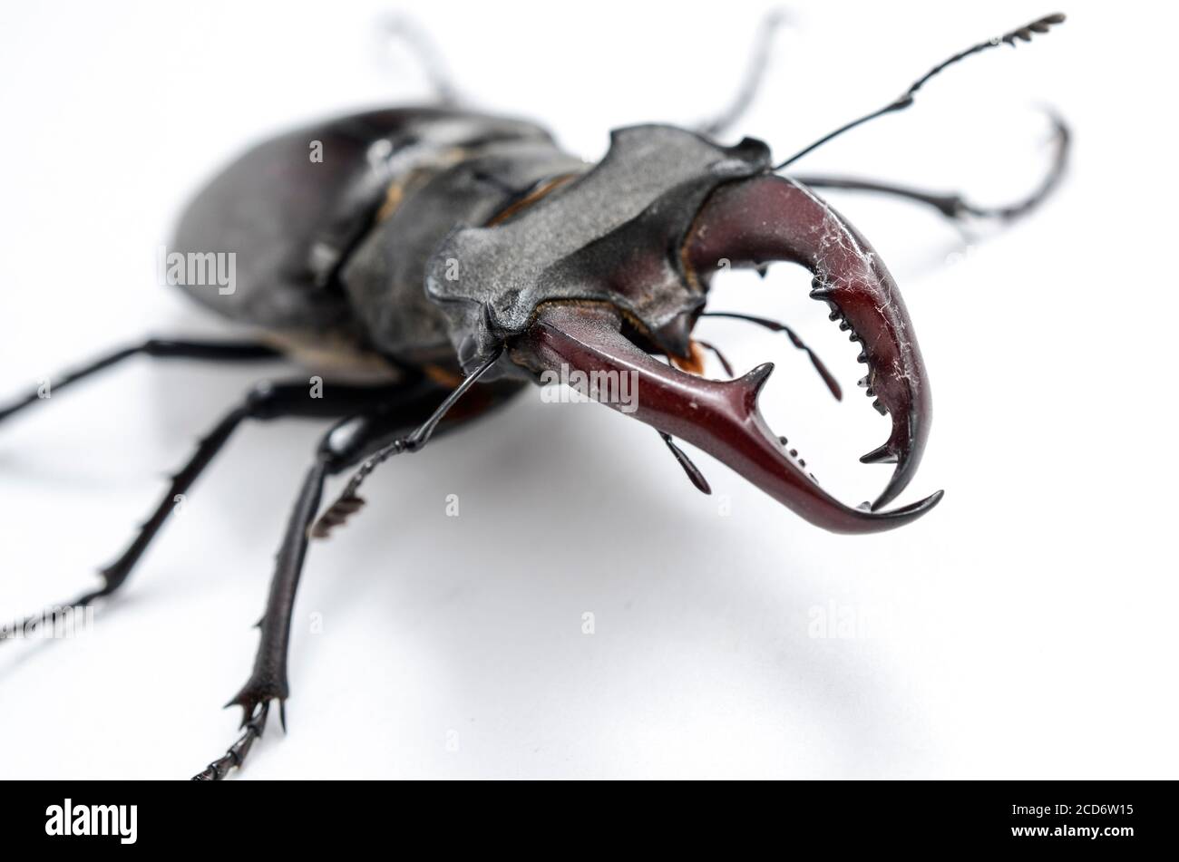stag beetle isolated on white, front view Stock Photo - Alamy