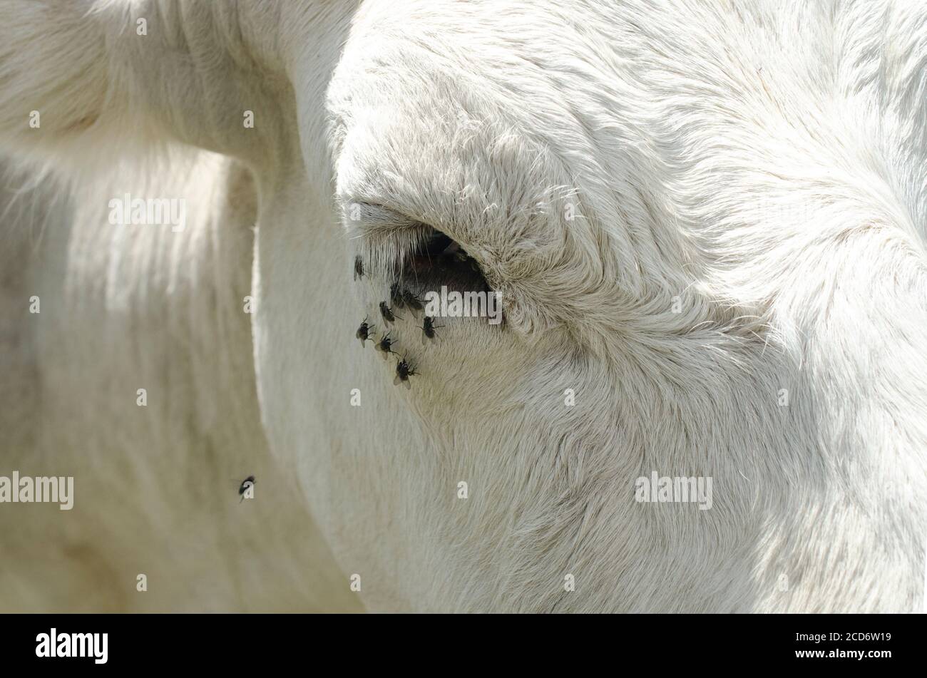 Cow with flies around the eye, close-up cow eye Stock Photo - Alamy