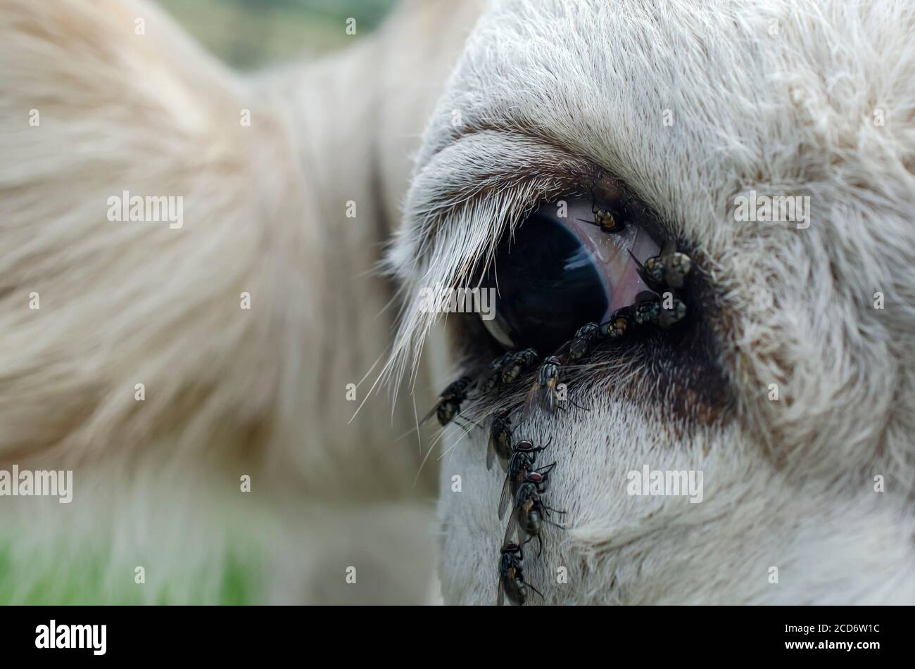 Cow with flies around the eye, close-up cow eye Stock Photo - Alamy