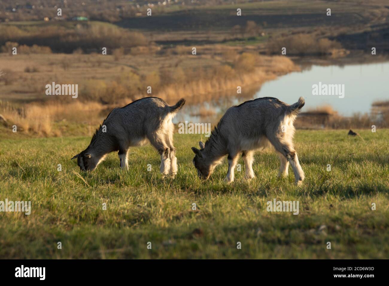two kid goats grazing in the meadow Stock Photo - Alamy