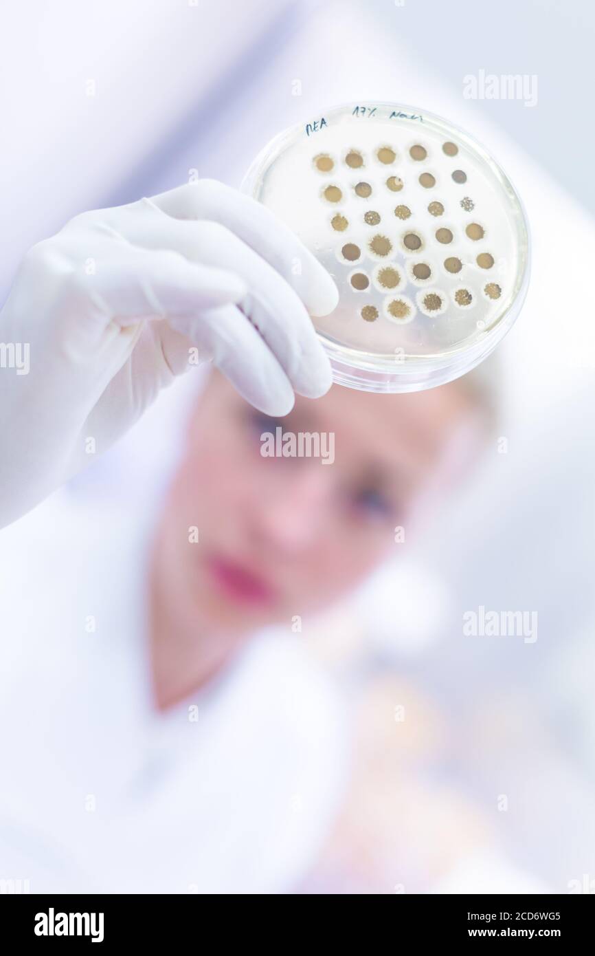 Scientist growing bacteria in petri dishes on agar gel as a part of ...