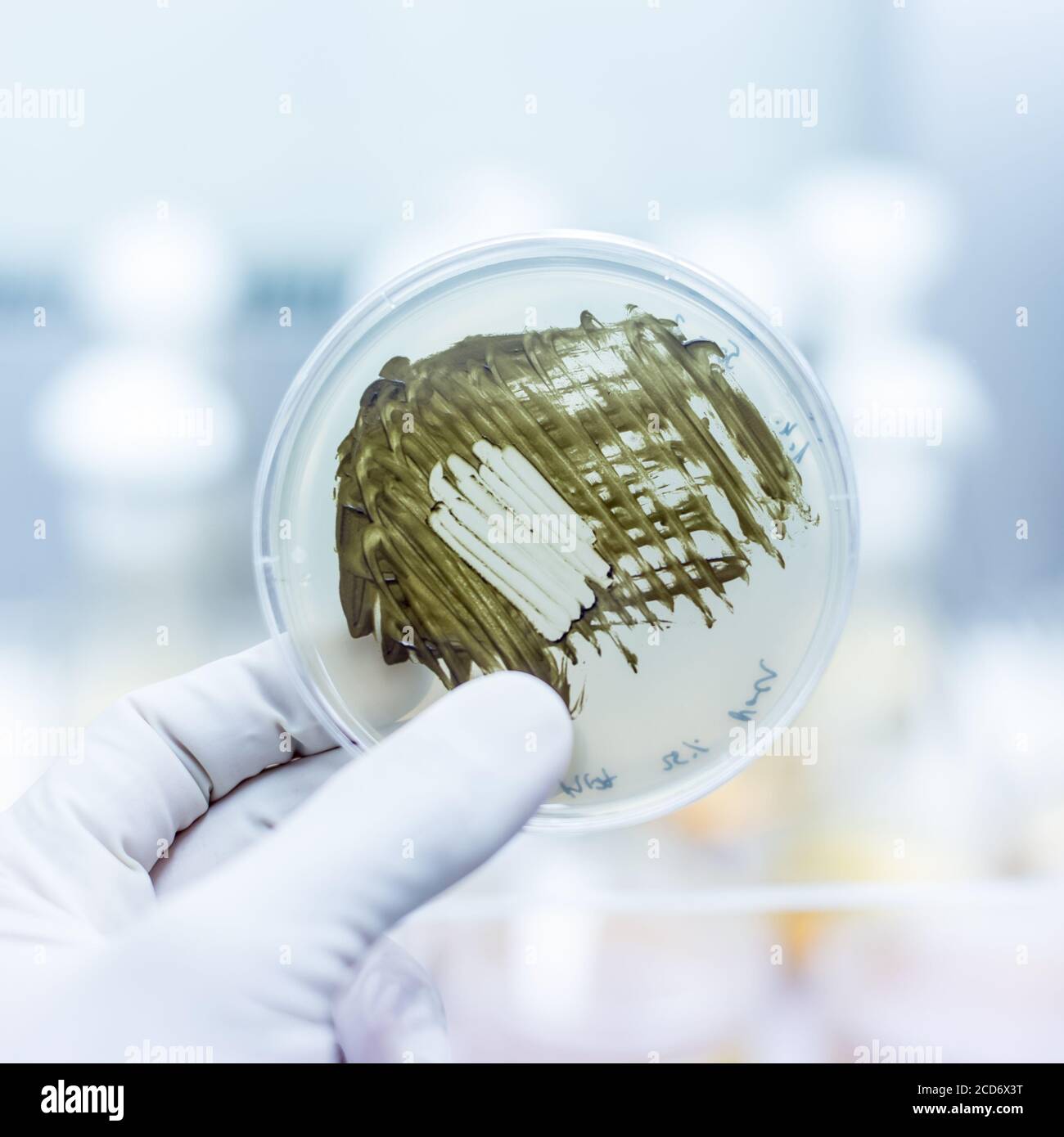 Scientist growing bacteria in petri dishes on agar gel as a part of ...