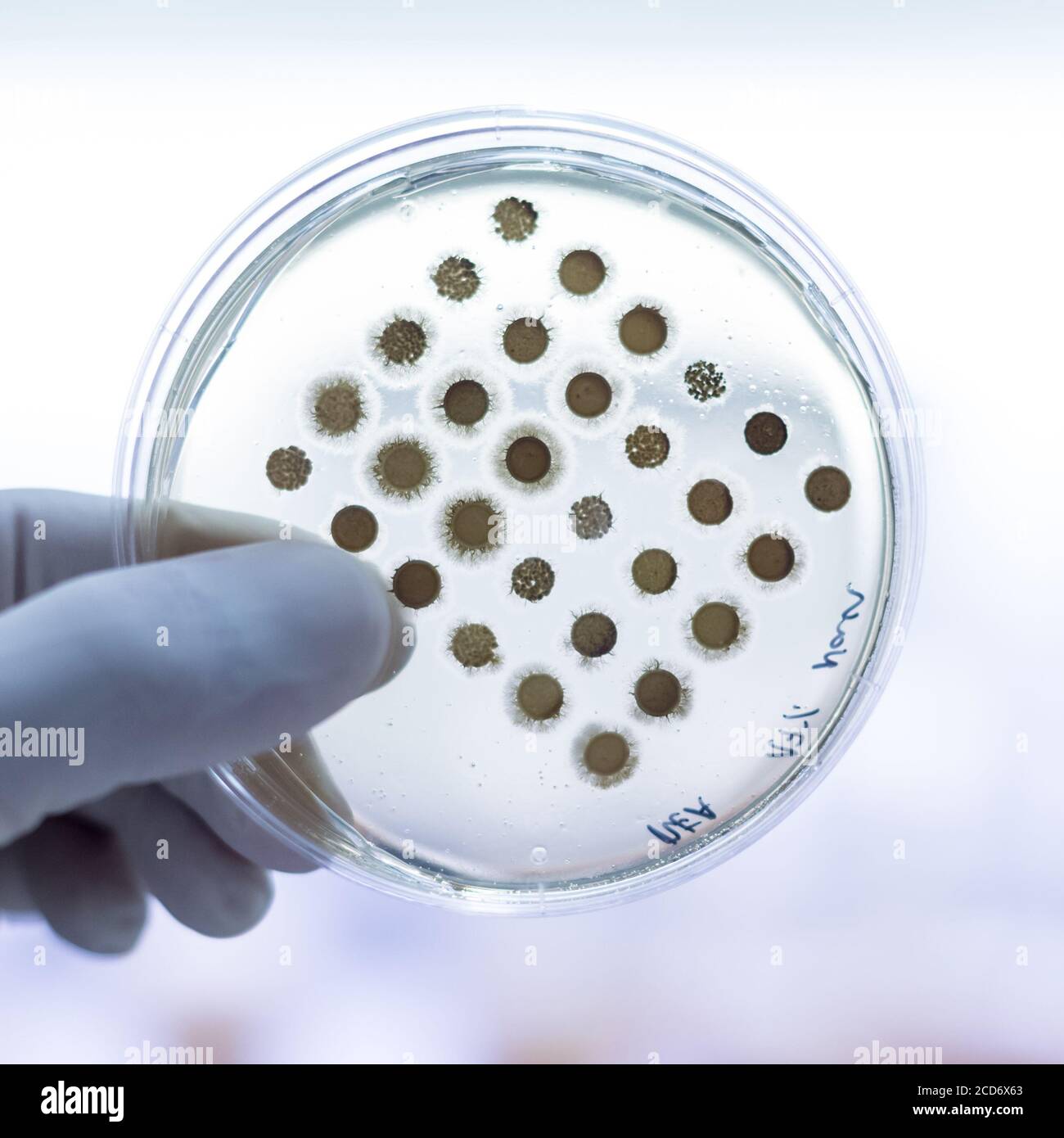 Scientist growing bacteria in petri dishes on agar gel as a part of ...