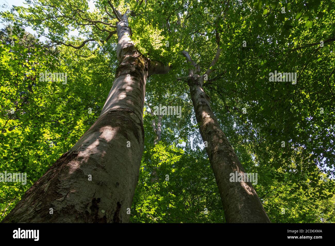 Tree from below. The tree seen from below with the blue sky in the ...