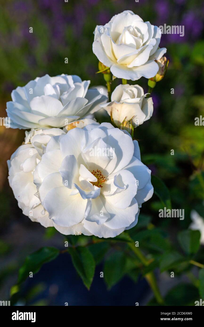 Deep crimson roses hi-res stock photography and images - Alamy