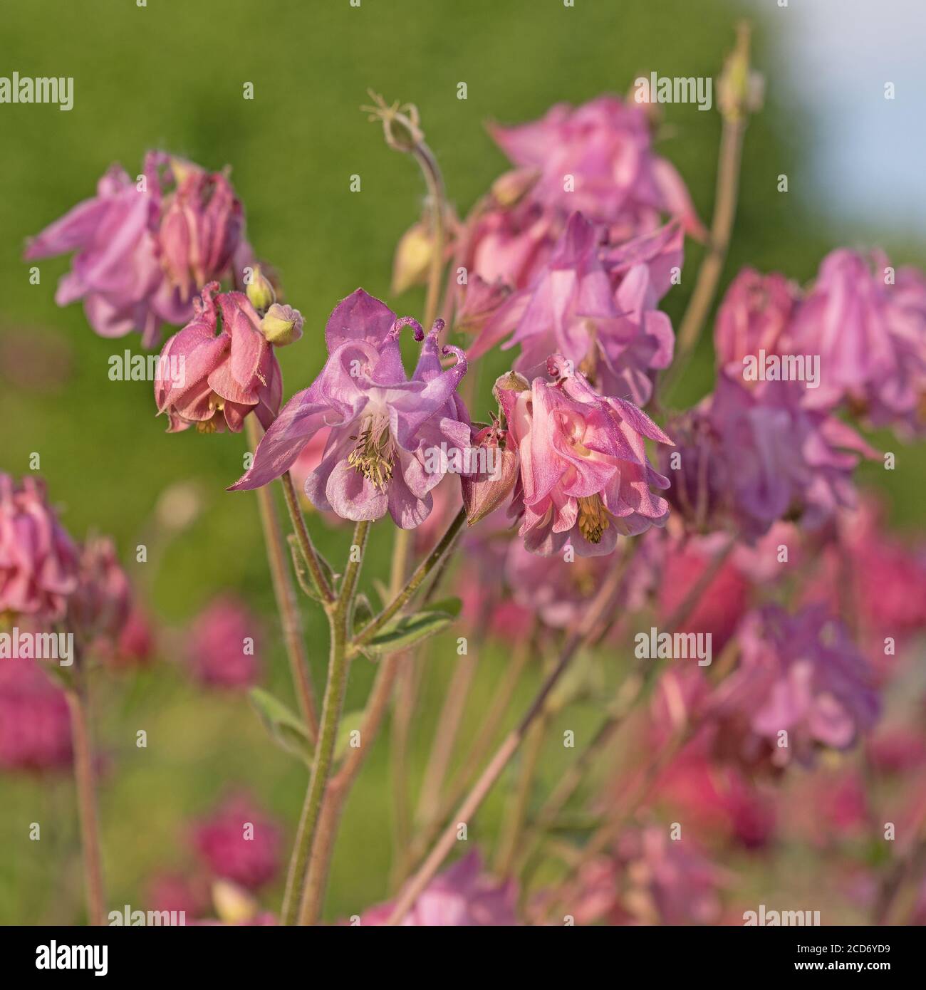 Columbine plant hi-res stock photography and images - Alamy