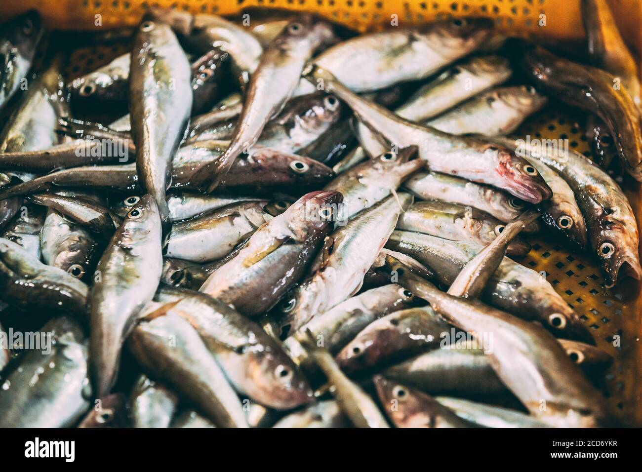 Fresh Fish On Display On Ice On Fishermen Market Store Shop. Seafood ...