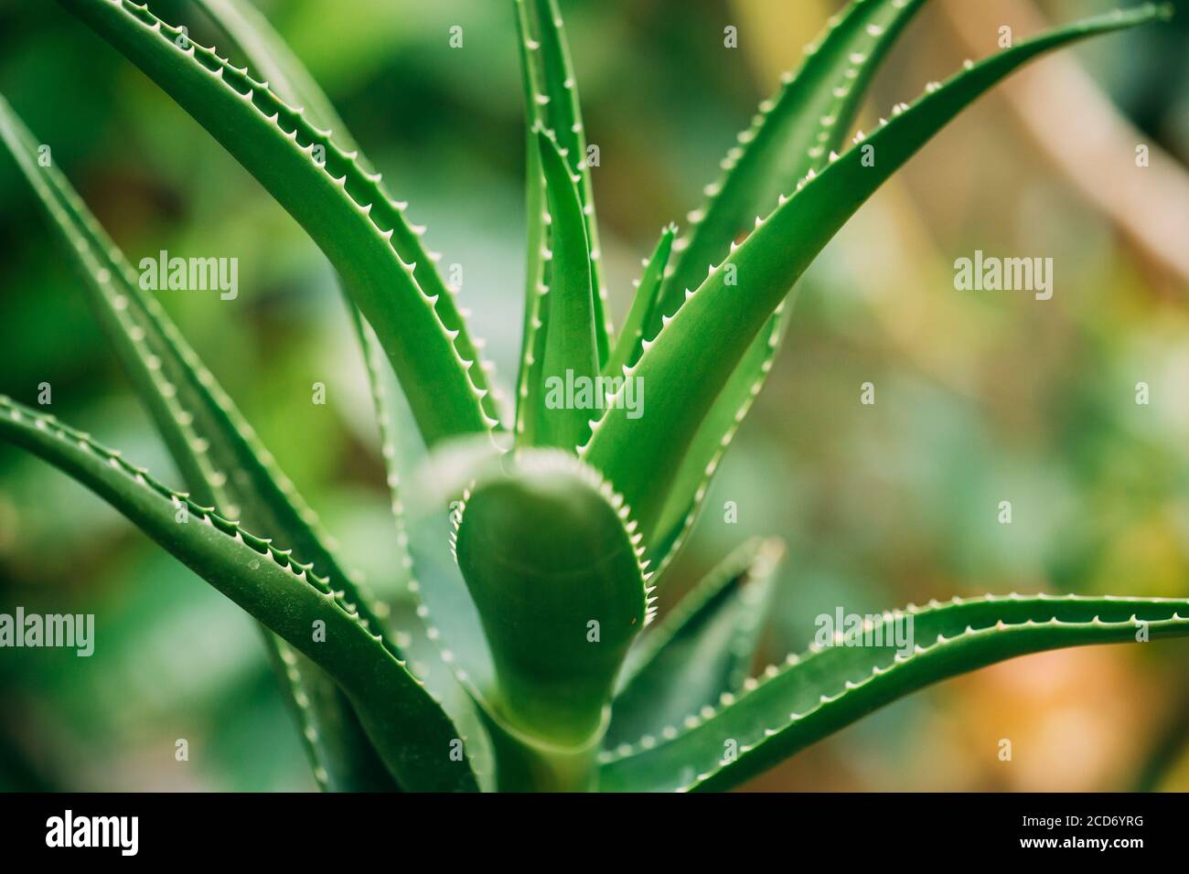 Aloe aloe arborescens hi-res stock photography and images - Alamy