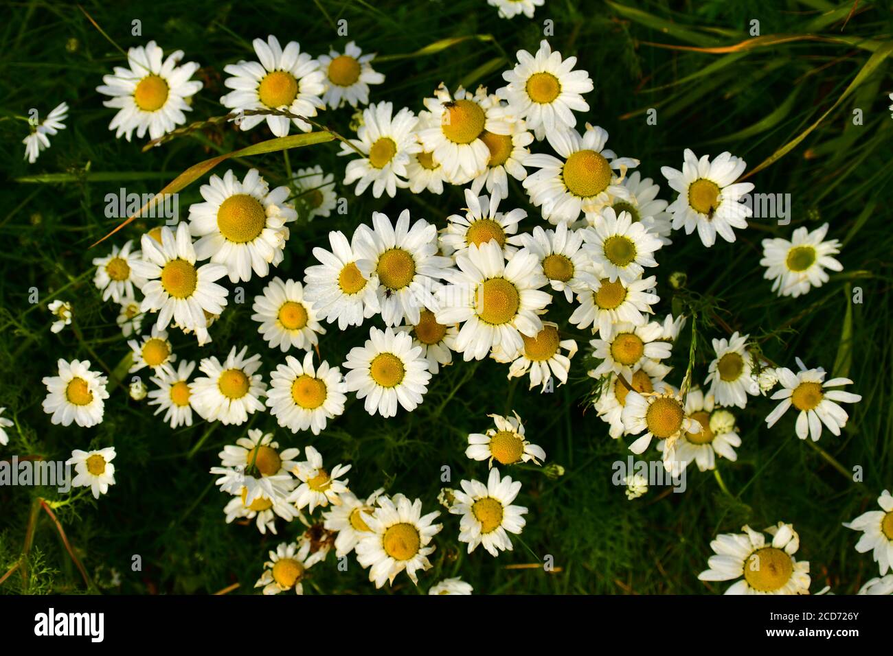 Sea mayweed (Tripleurospermum maritimum). Iceland Stock Photo - Alamy