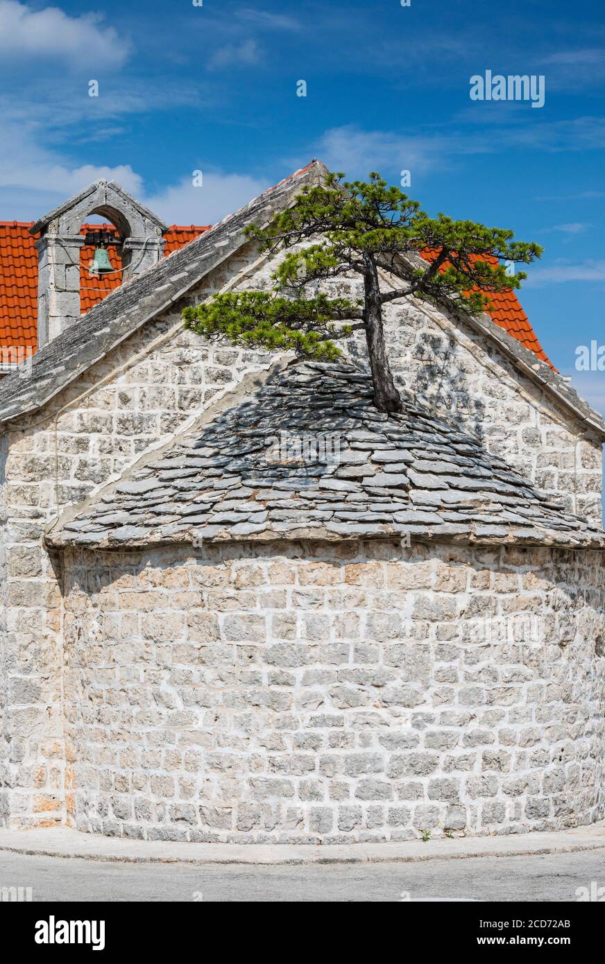 Pine tree growing on the St. Peter's church church rooftop Stock Photo ...