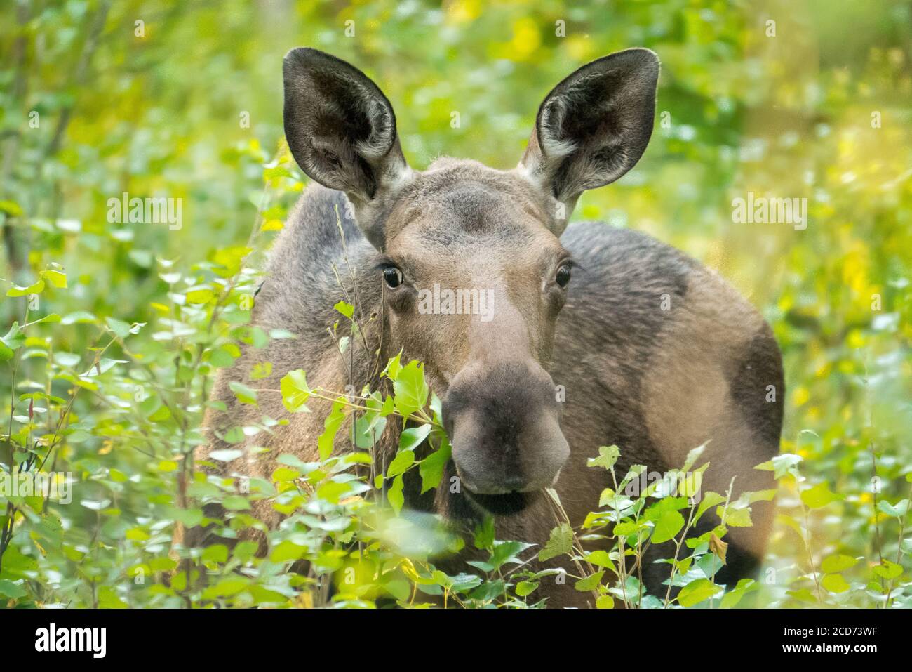 Female moose hi-res stock photography and images - Alamy