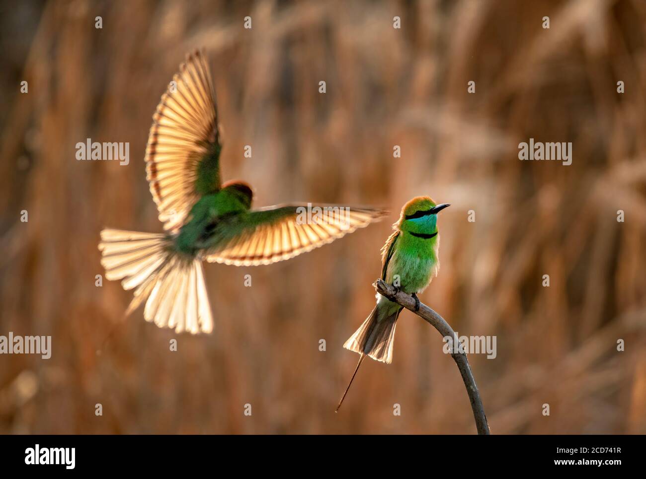bee eaters in wildlife Stock Photo - Alamy