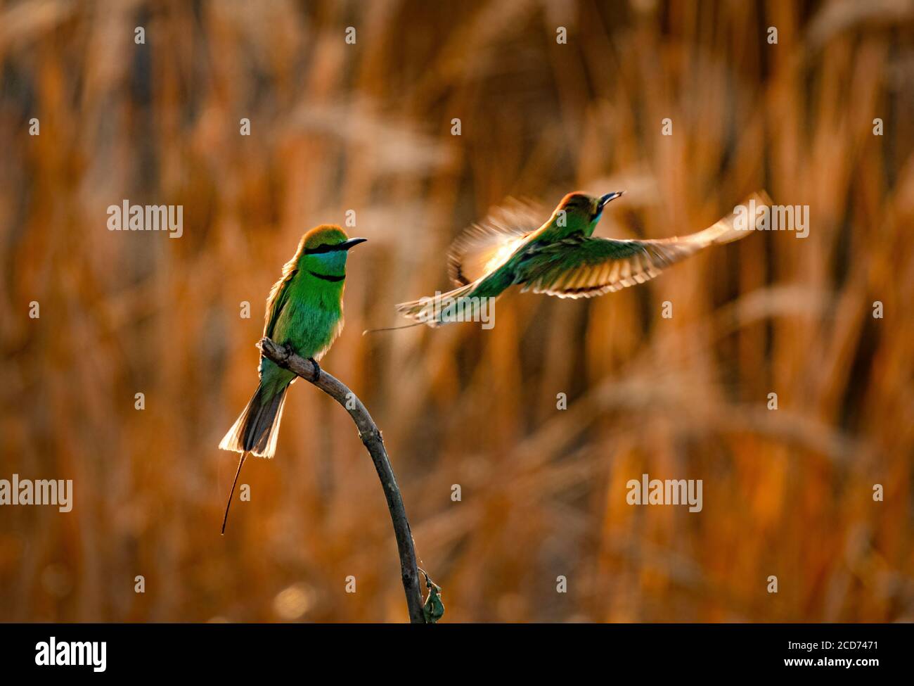 bee eaters in wildlife Stock Photo - Alamy