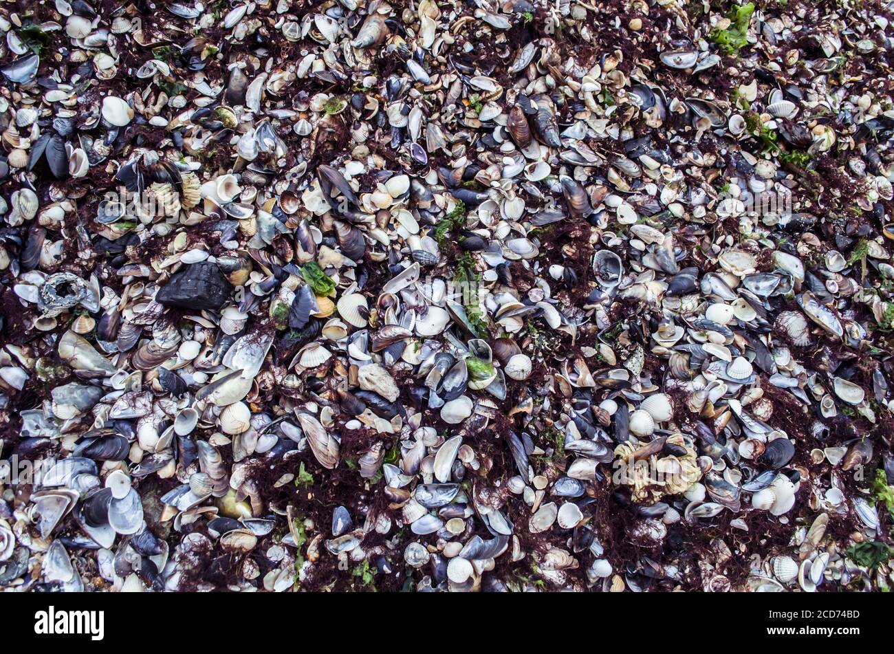 Purple white shells on golden sand. Sea background, which can be used ...