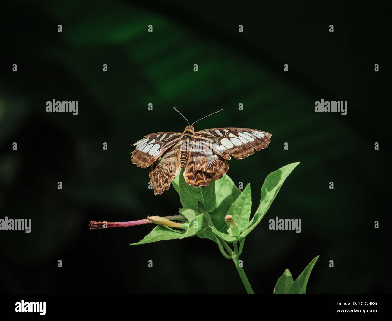 A slightly injured butterfly sitting on a branch Stock Photo - Alamy