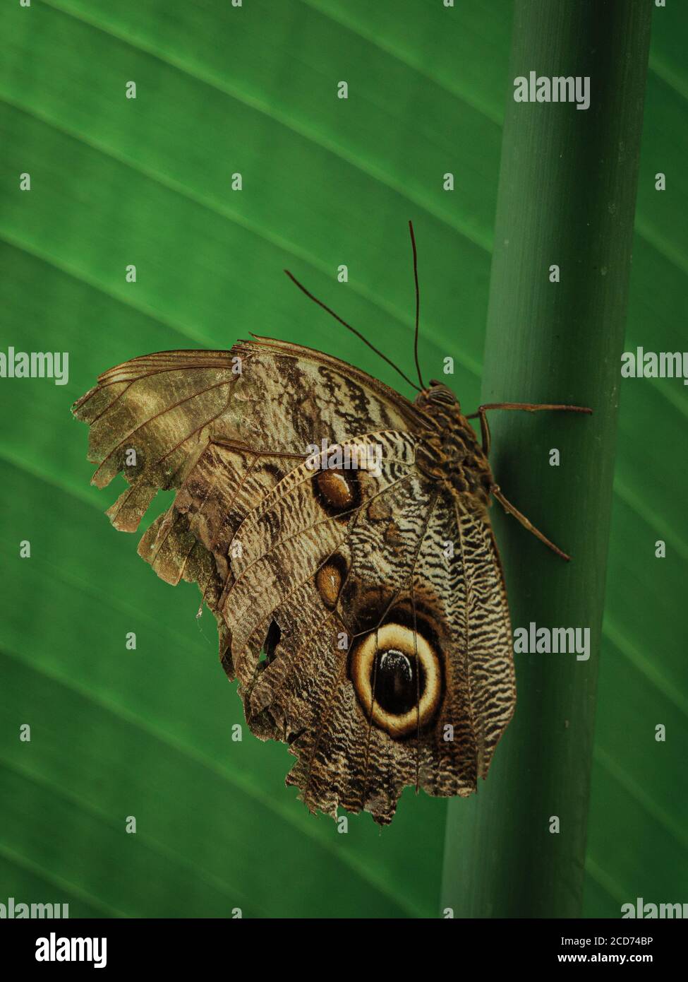 A butterfly with slightly damaged wings Stock Photo - Alamy