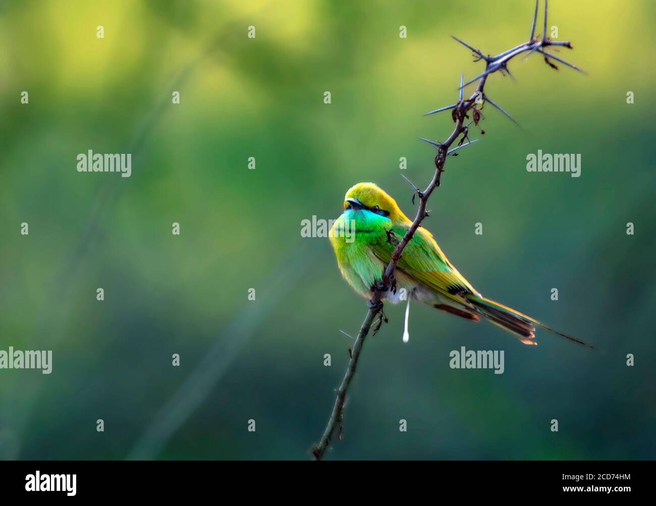 bee eaters in wildlife Stock Photo - Alamy