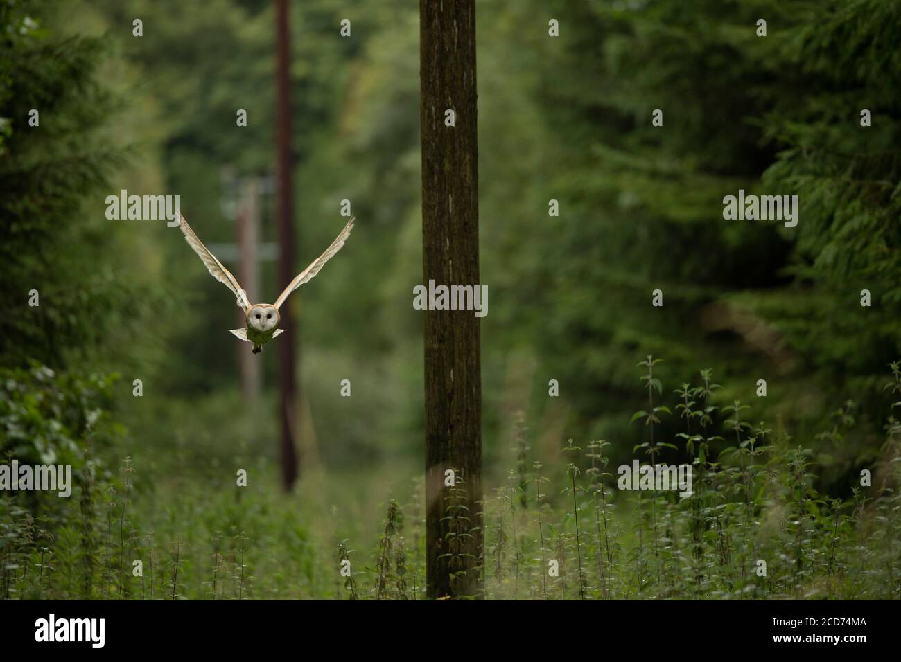Owl barn (Tyto alba), in flight along a woodland ride, Dumfries, SW ...